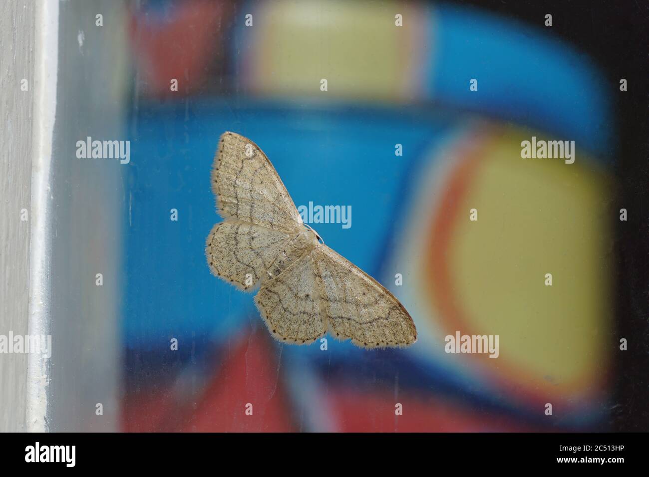 Riband wave (Idaea aversata), a moth of the family geometer moths ...