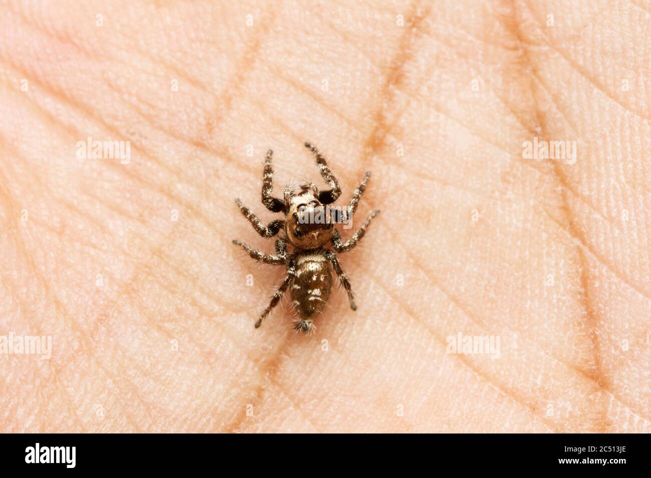 Dorsal of Male Jumping spider on hand, Male Hyllus semicupreus, Satara ...