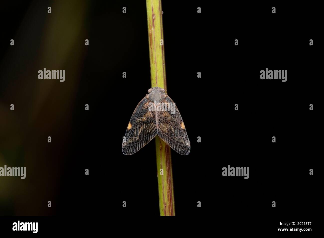 Ricaniidae hi-res stock photography and images - Alamy