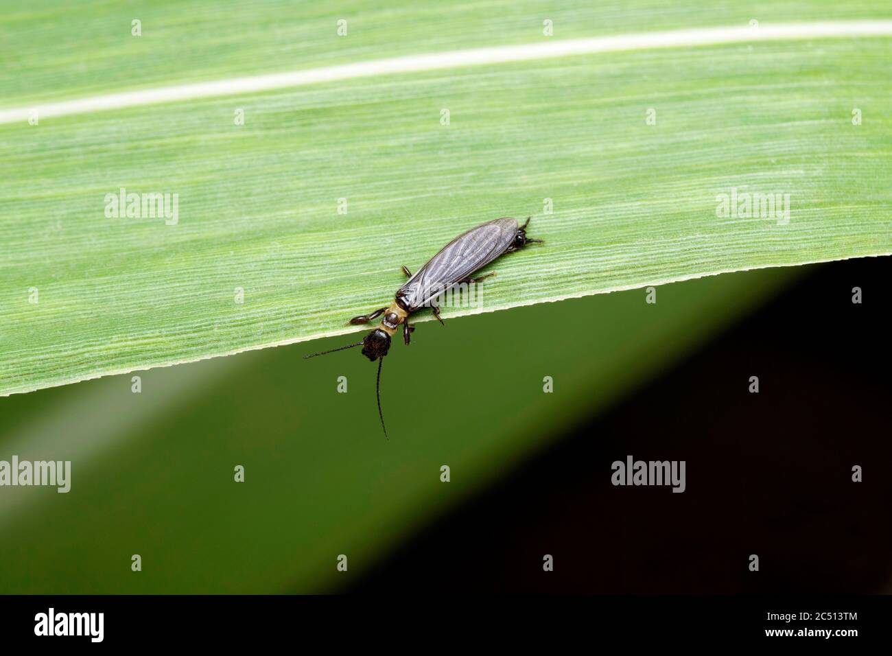 Webspinner insect hi-res stock photography and images - Alamy