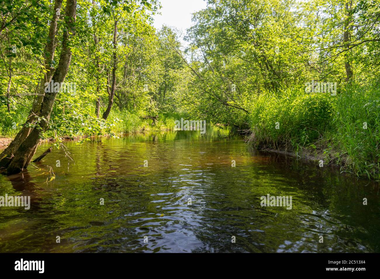 summer landscape with forest river reflection view, green forest river ...
