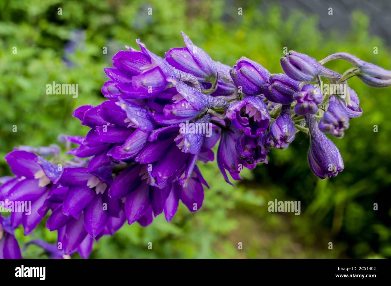Delphinium fillet flower in a roaring photo of the garden. Floral photo ...