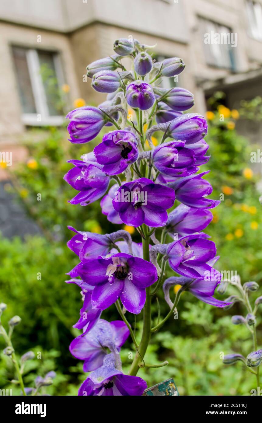 Delphinium fillet flower in a roaring photo of the garden. Floral photo ...
