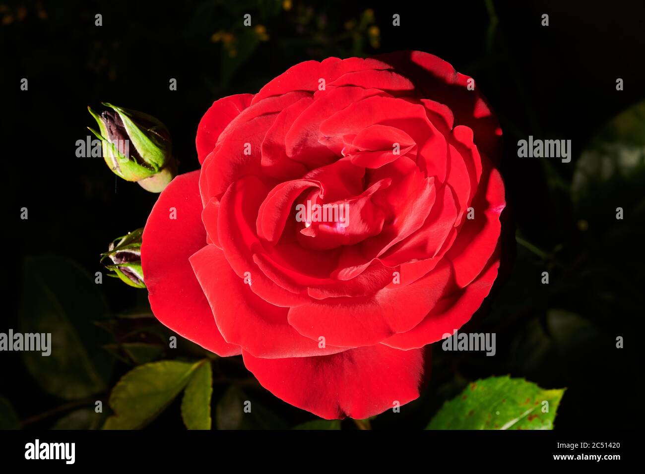 Red rose flower in full bloom Stock Photo - Alamy
