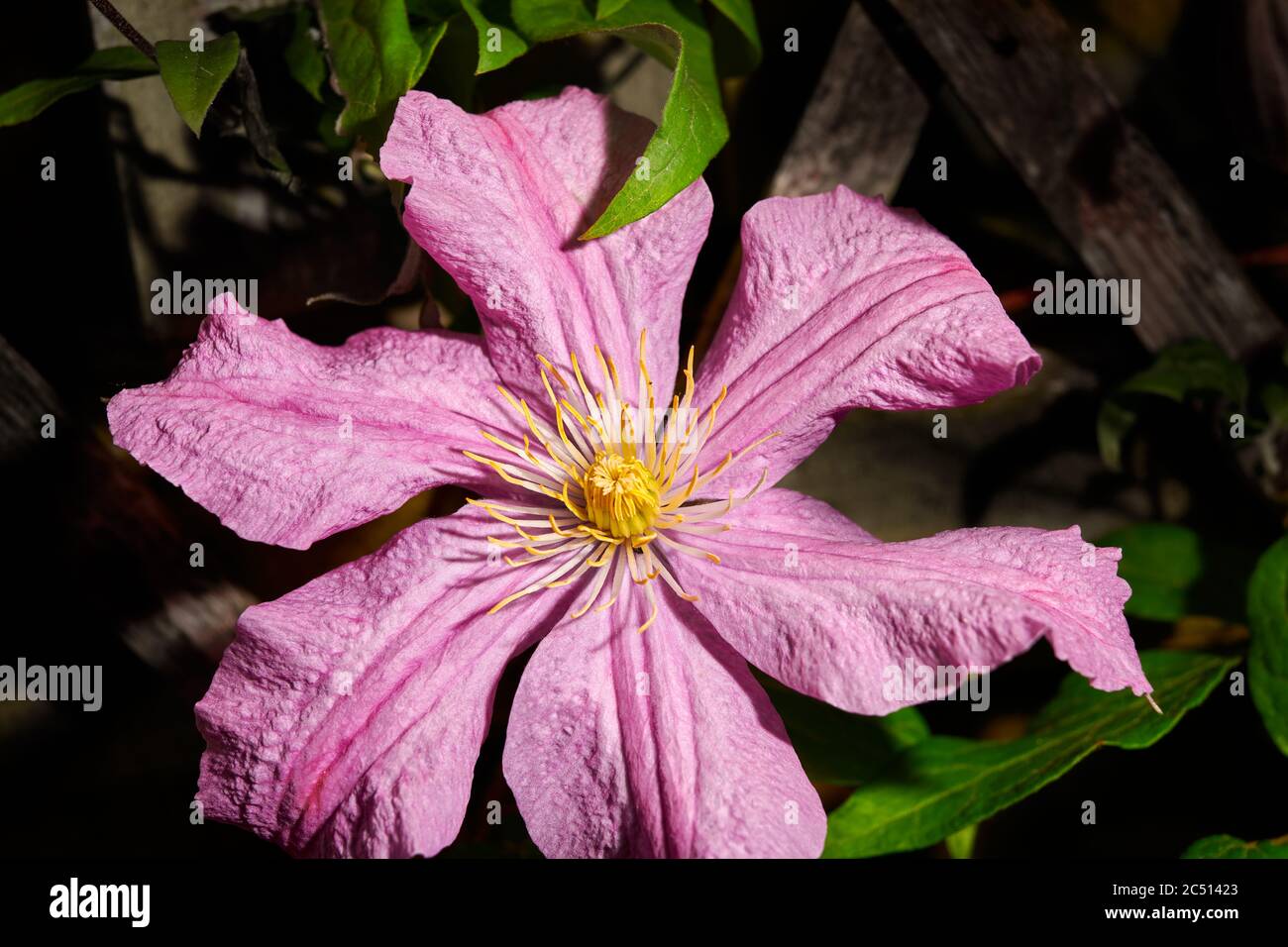 Six petals hi-res stock photography and images - Alamy