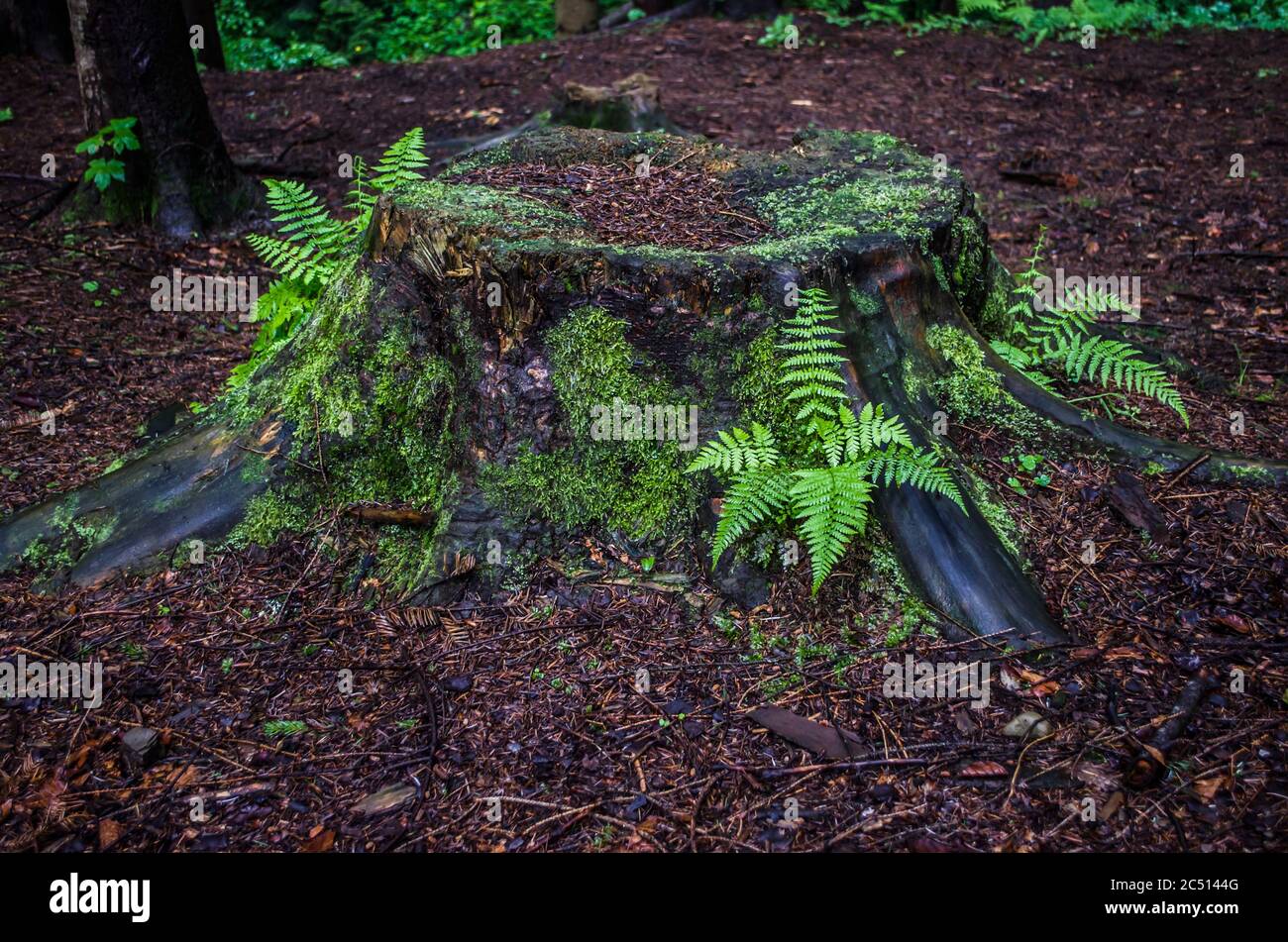 Old stump with ferns in the mountain forest. Photo of elements of ...