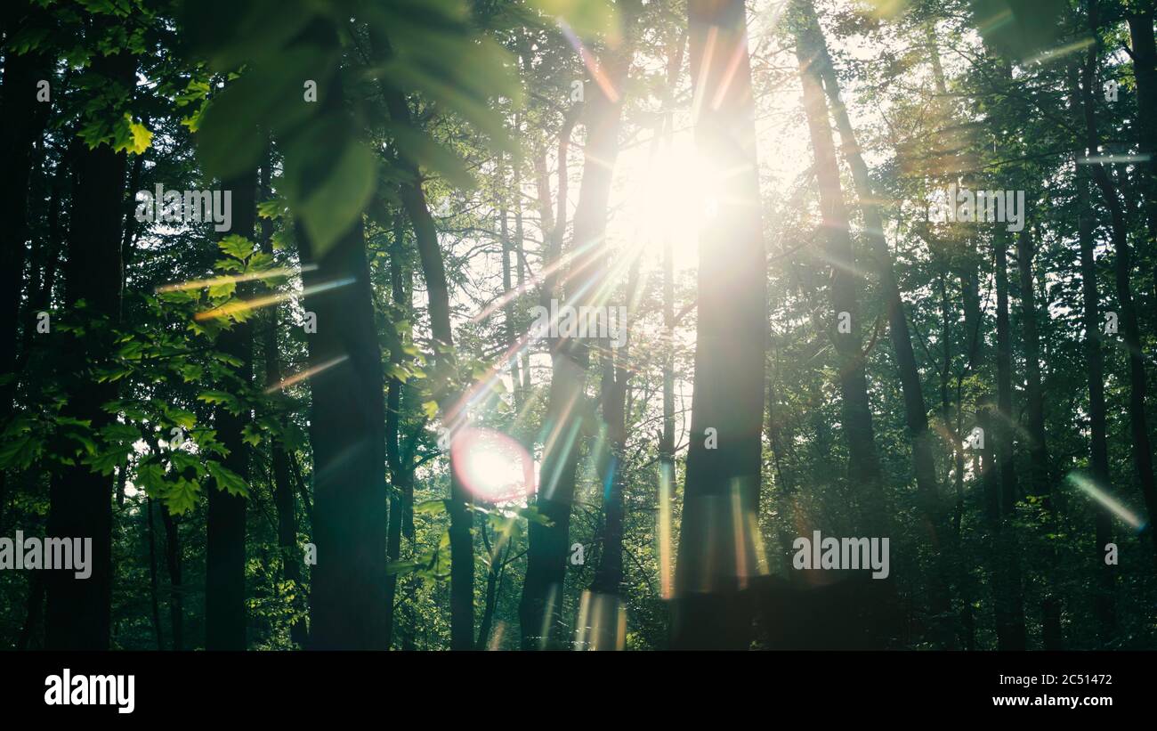 Gimbal tree hi-res stock photography and images - Alamy