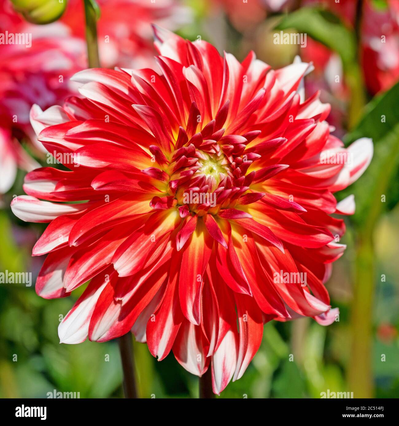 Red dahlias hi-res stock photography and images - Alamy