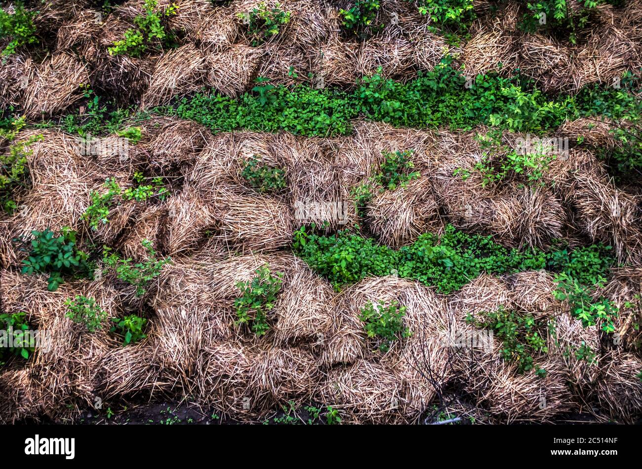 Hay drying. Photo from above. Summer agricultural work Stock Photo - Alamy