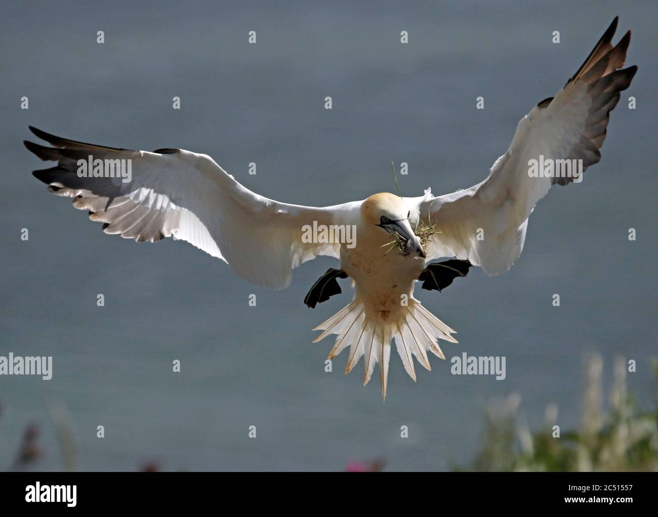 Northern gannets soaring above Bempton cliffs in Yorkshire Stock Photo ...