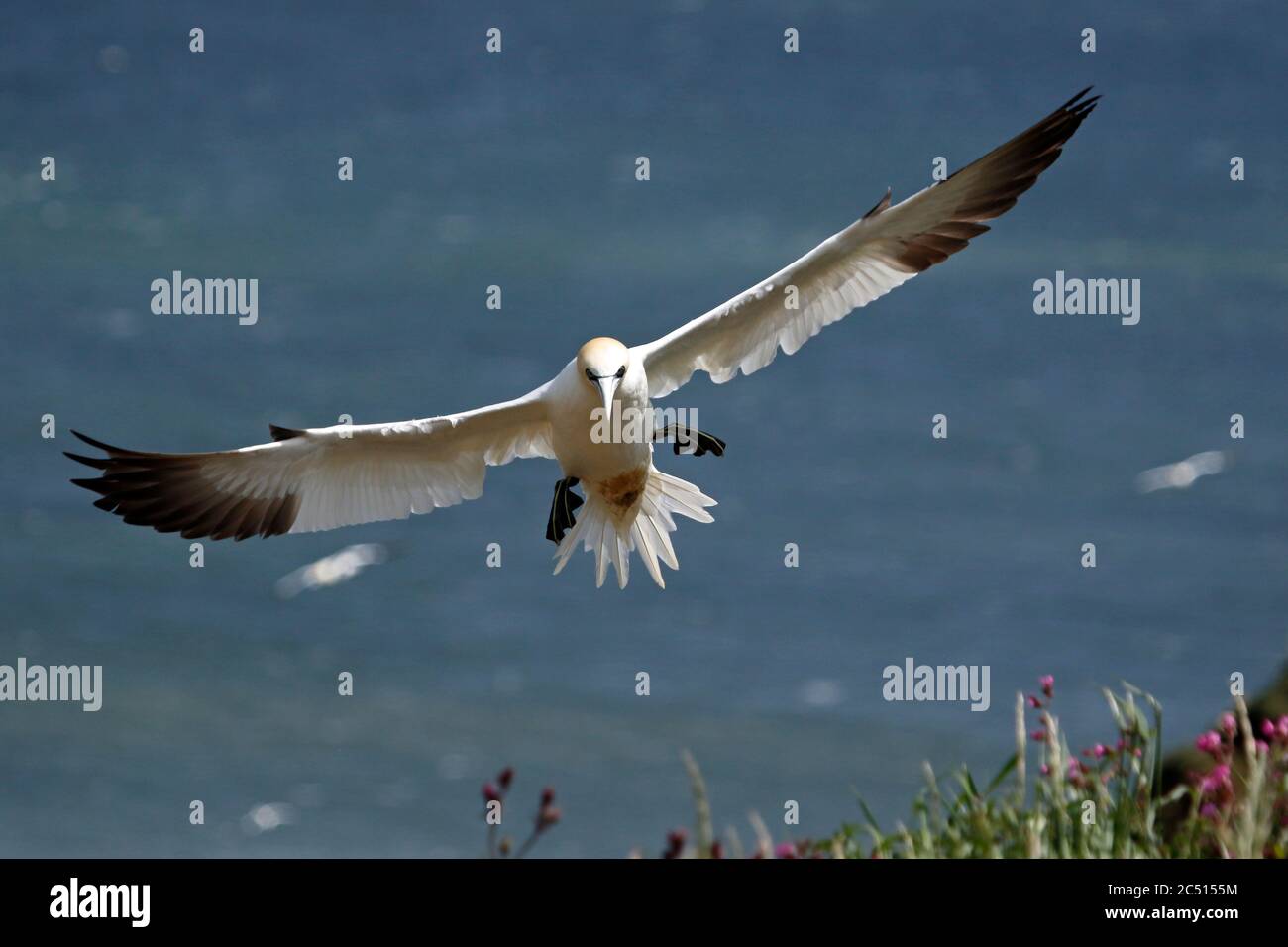 Northern gannets soaring above Bempton cliffs in Yorkshire Stock Photo ...