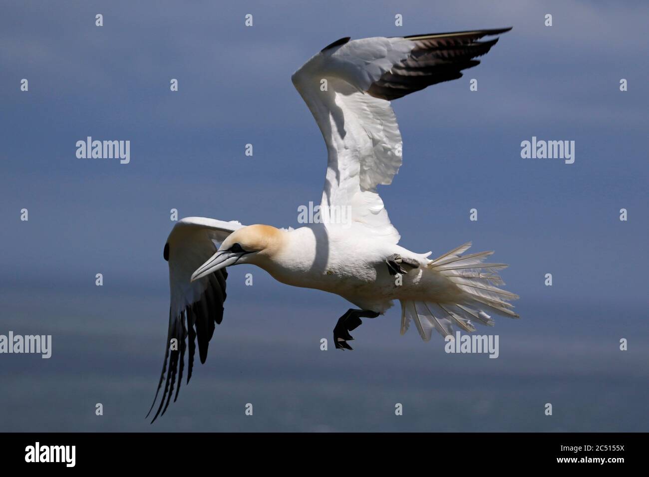 Northern gannets soaring above Bempton cliffs in Yorkshire Stock Photo ...