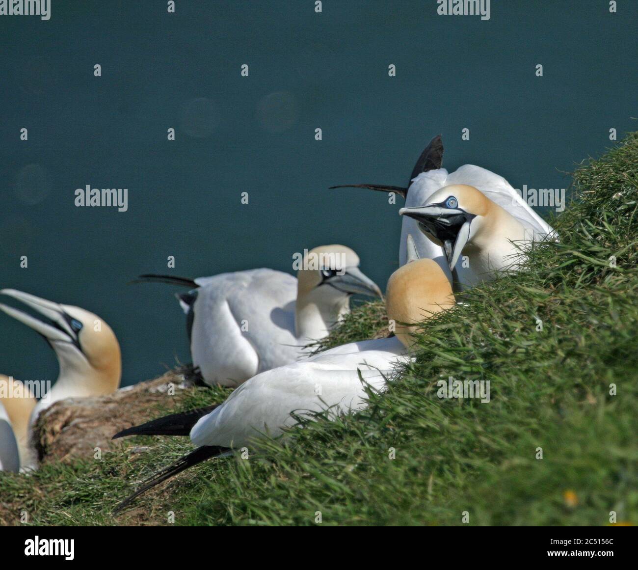 Northern gannets soaring above Bempton cliffs in Yorkshire Stock Photo ...