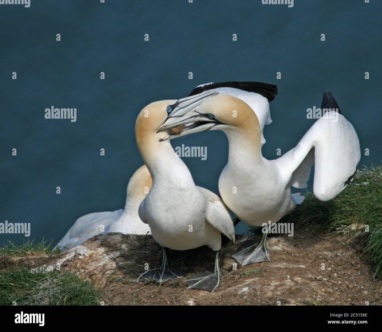 Northern gannets soaring above Bempton cliffs in Yorkshire Stock Photo ...