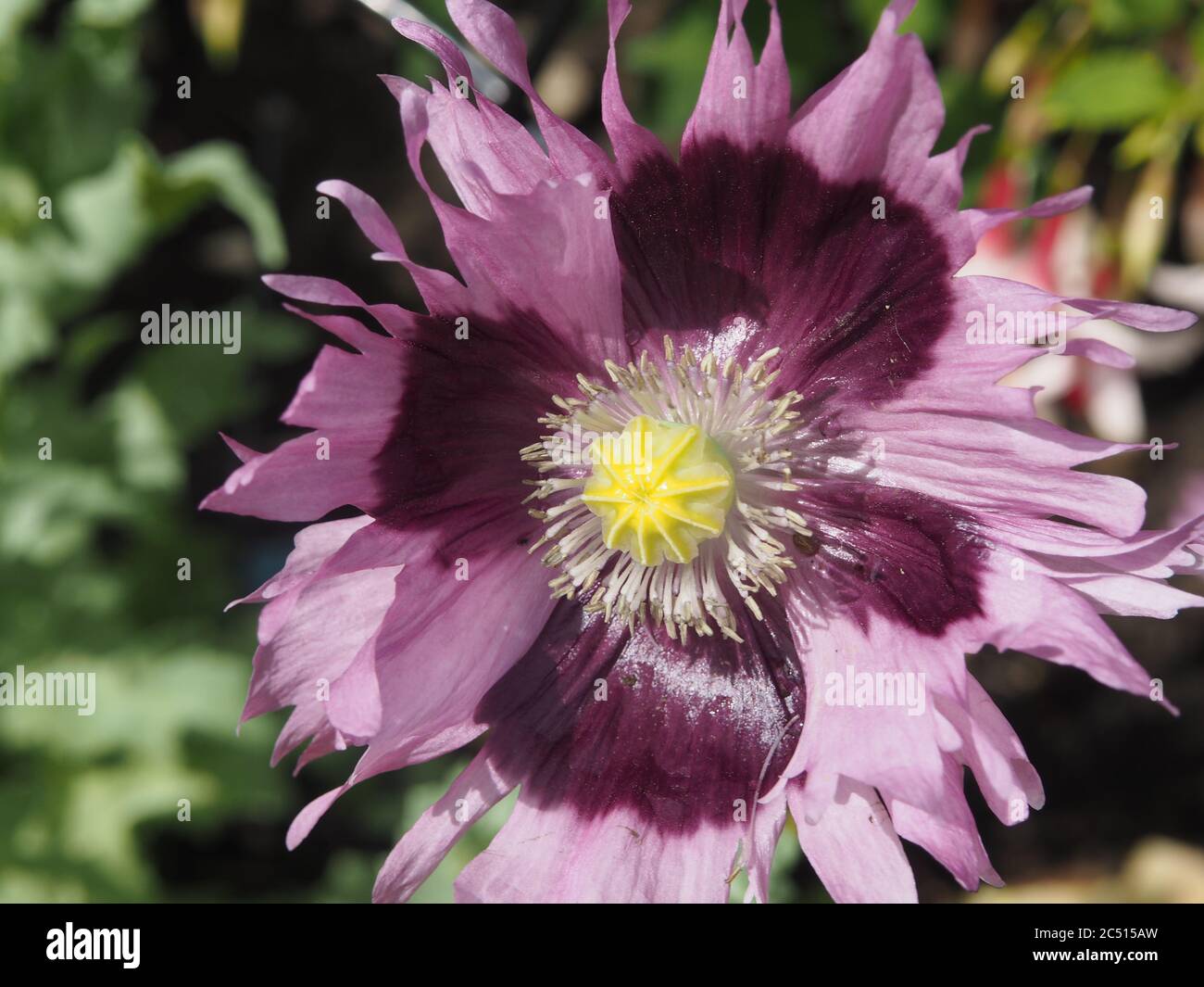 Single Two-tone purple poppy flower fully open in the sunshine Stock ...