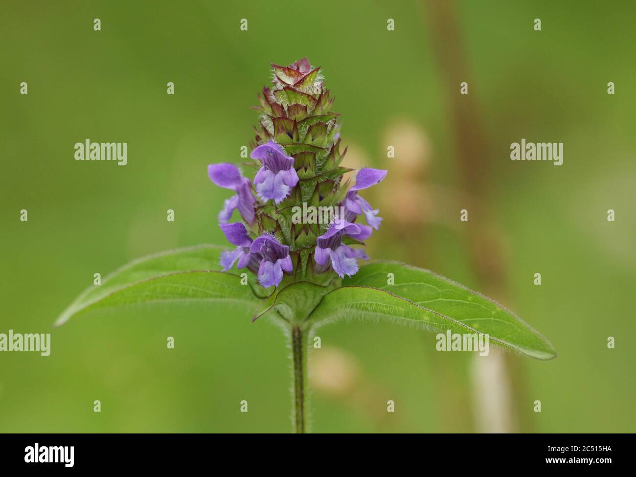 The flower of a Common Self-heal plant, Prunella vulgaris, growing in a ...