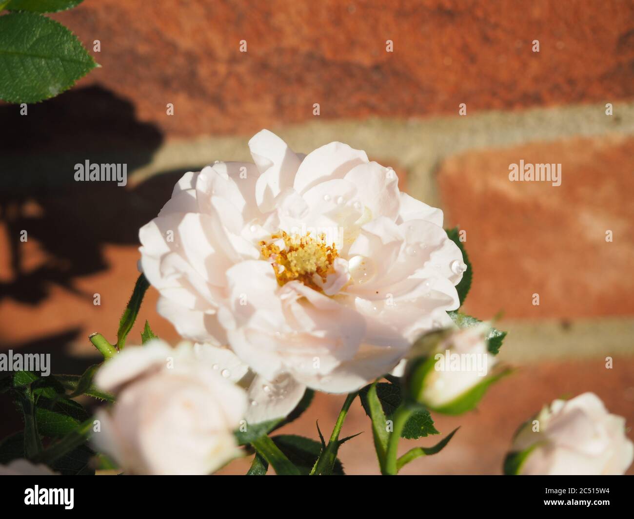 Fully open rose hi-res stock photography and images - Alamy