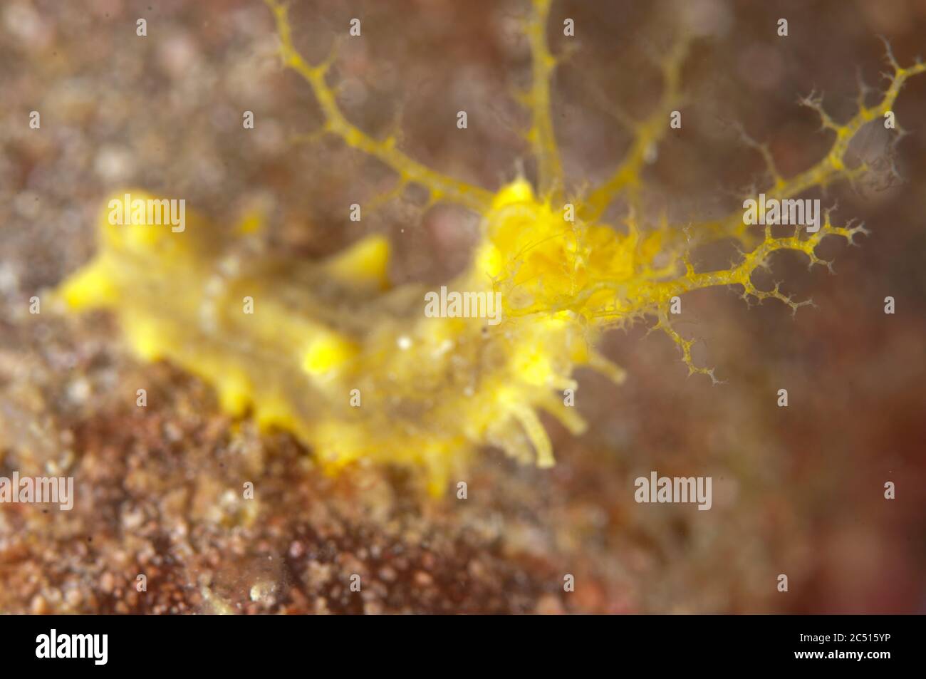 Yellow Sea Cucumber, Colochirus robustus, Channel Island, Aljui Bay ...