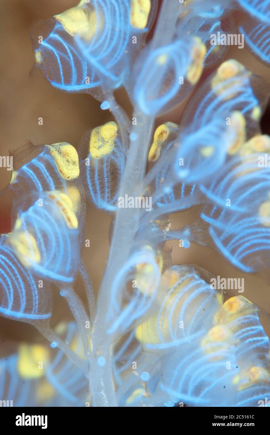 Transparent sea squirt hi-res stock photography and images - Alamy