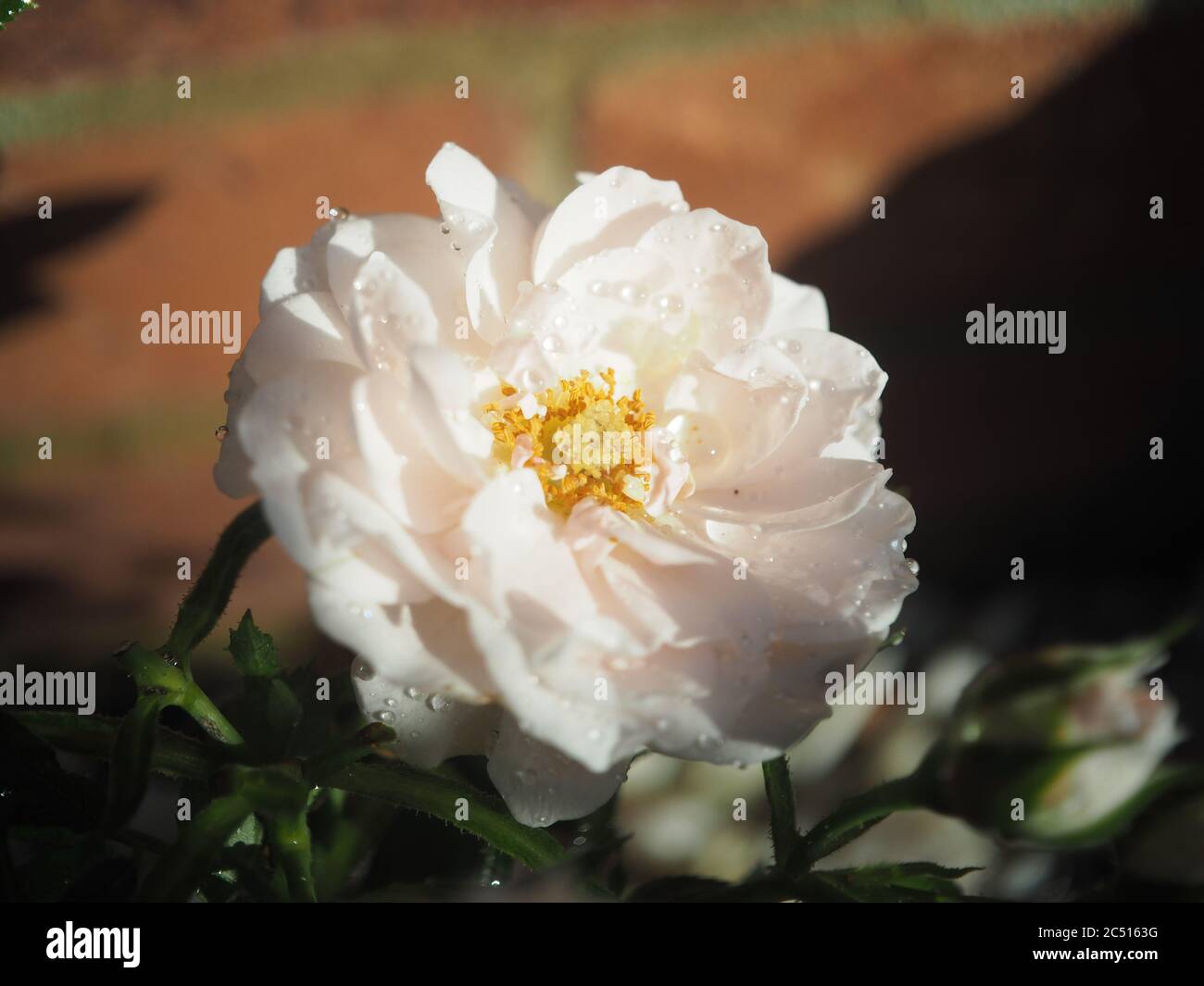 White rose flower, fully open in the sunshine, with raindrops Stock ...