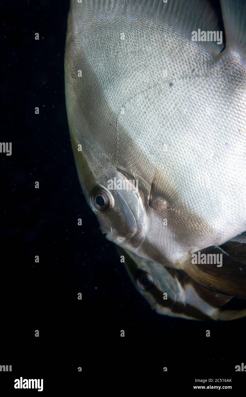 Pair of Longfin Spadefish, Platax teira, Arborek Jetty, Dampier Straits ...