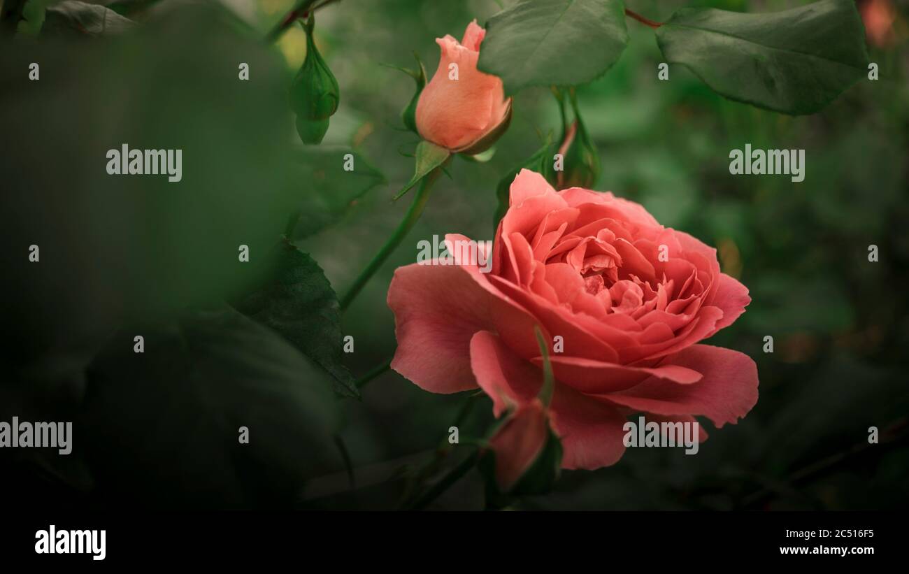 Lush pink rose flower grows in the summer garden closeup Stock Photo ...