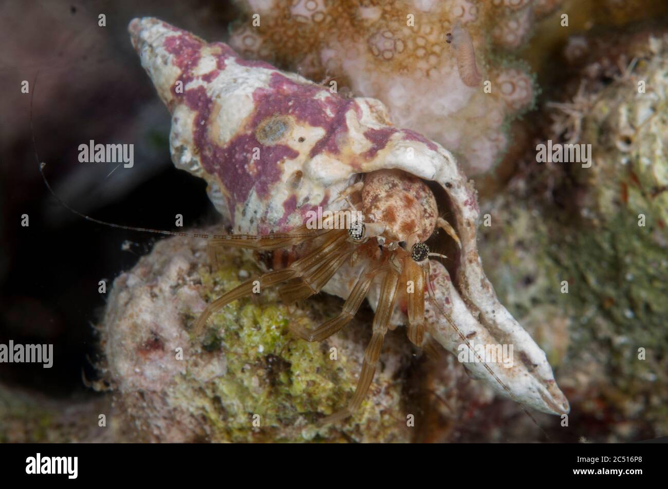 Commensalism hi-res stock photography and images - Alamy