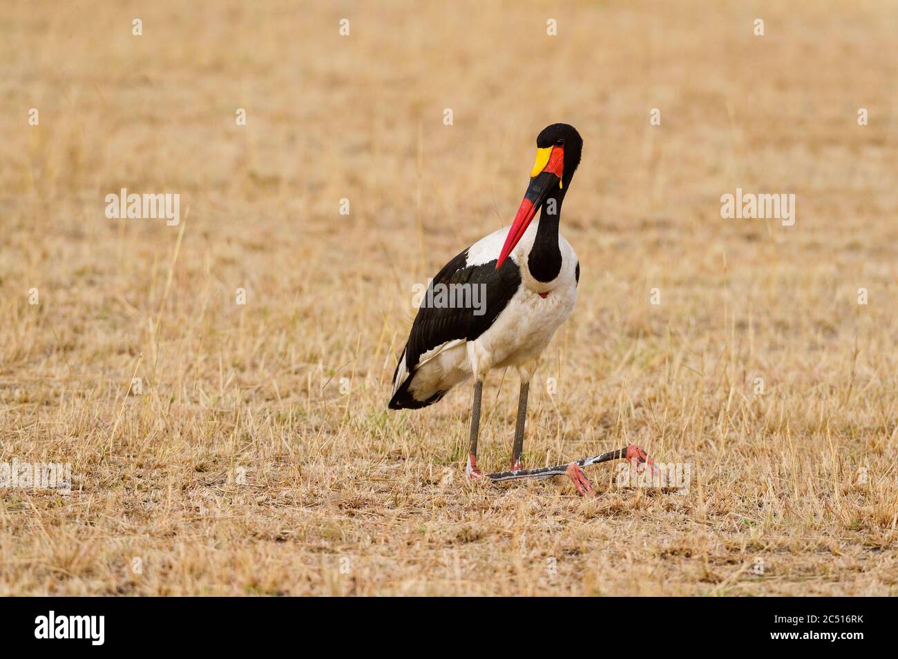 Black and white african stork hi-res stock photography and images - Alamy