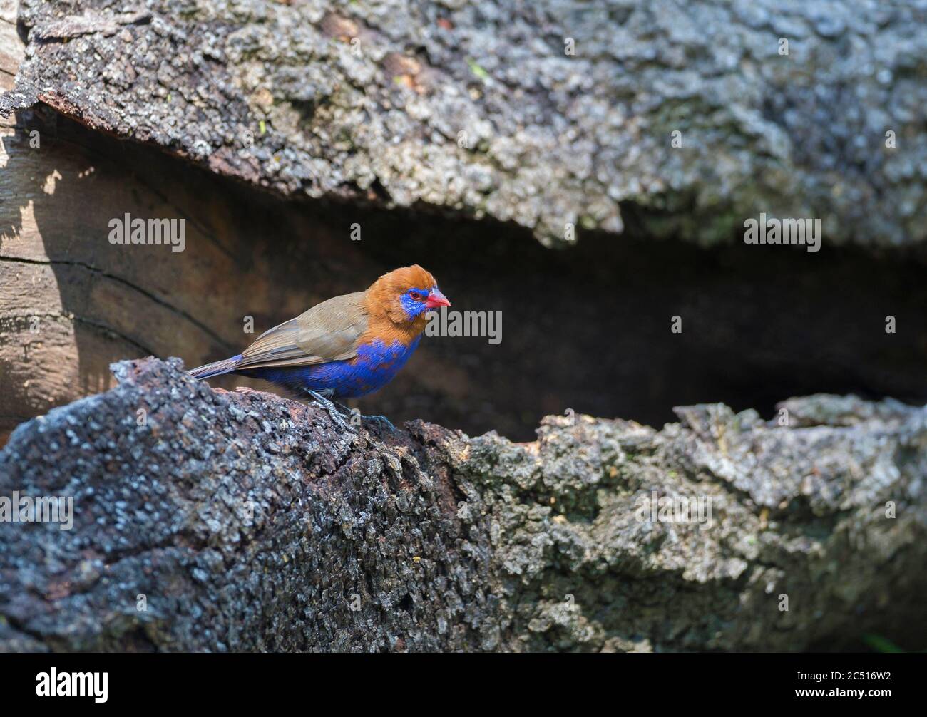 Male Purple Grenadier at Maasai Mara National Reserve, Uraeginthus ...