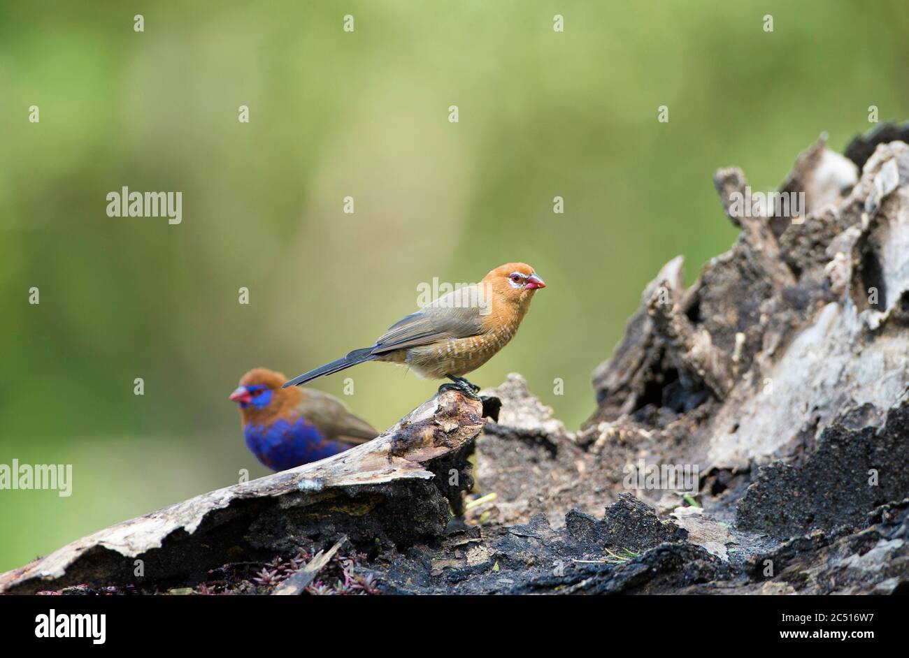 Female Purple Grenadier at Maasai Mara National Reserve, Uraeginthus ...