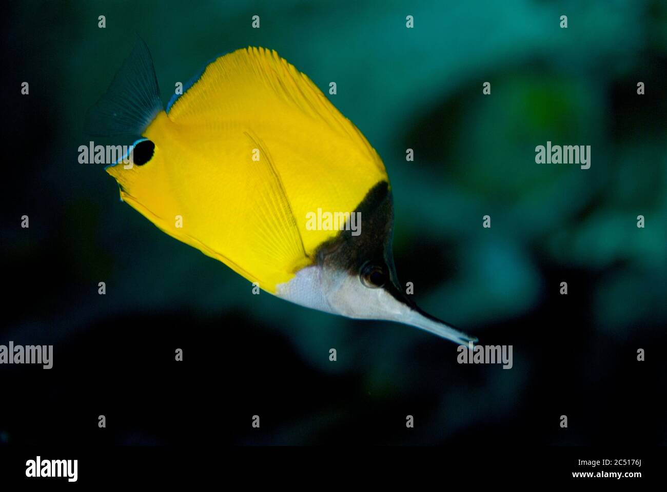 Longnose forceps butterflyfish hi-res stock photography and images - Alamy