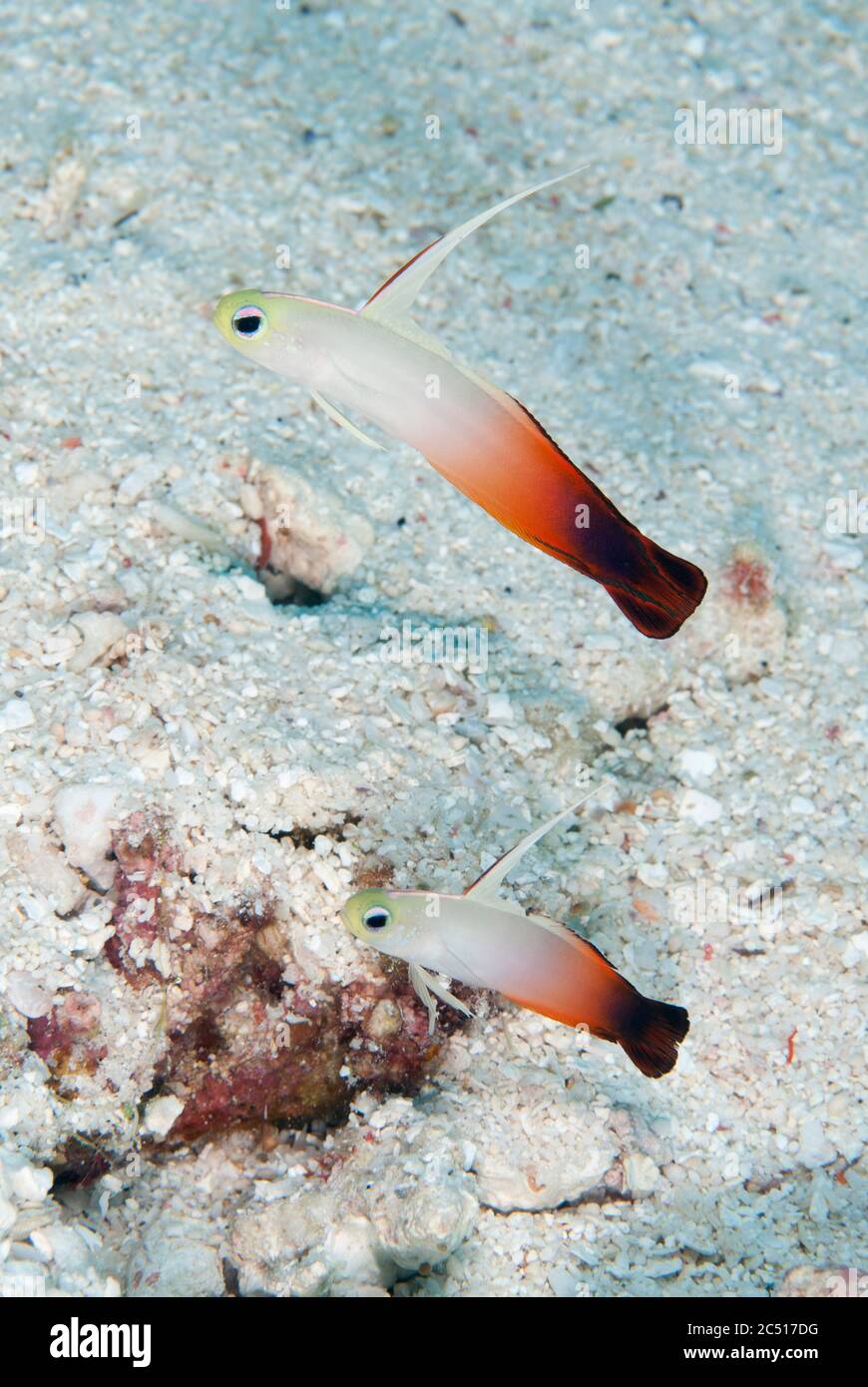 Pair of Fire Dartfish, Nemateleotris magnifica, with erect fins, Pulau ...