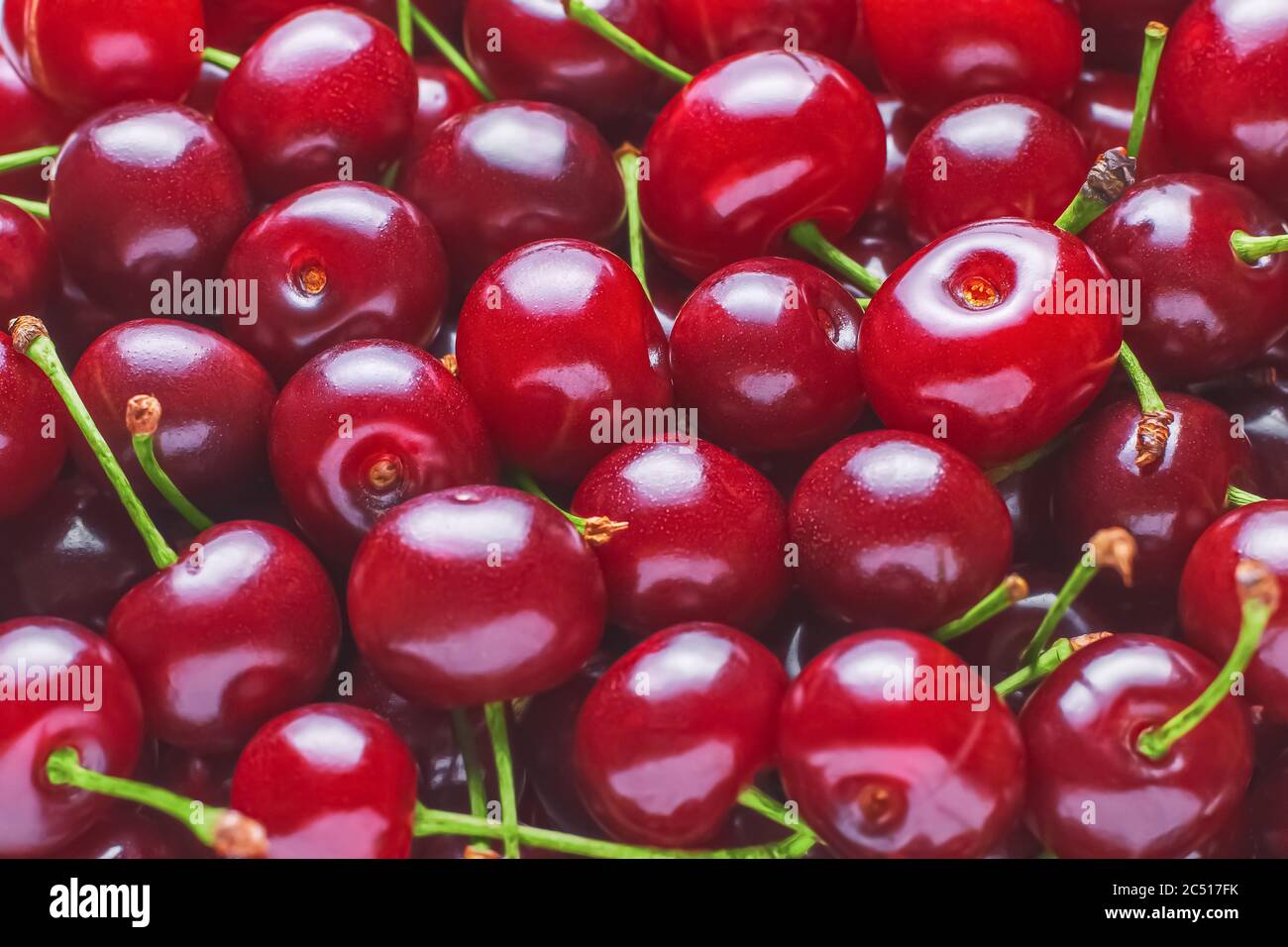Closeup side view of a bunch of ripe juicy red cherries with shallow ...