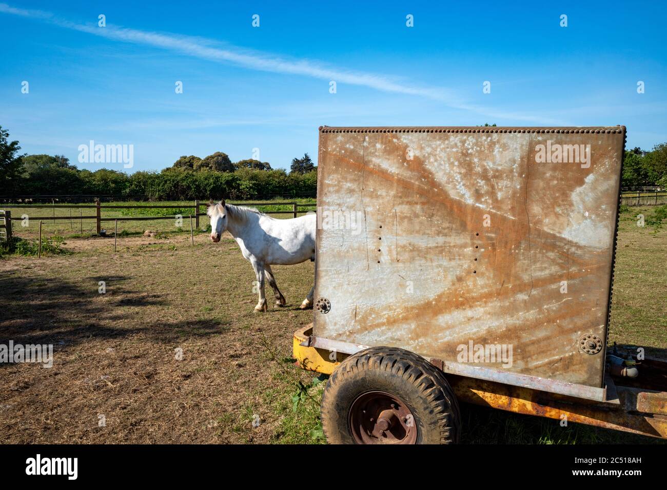 Horse and water tank Stock Photo - Alamy
