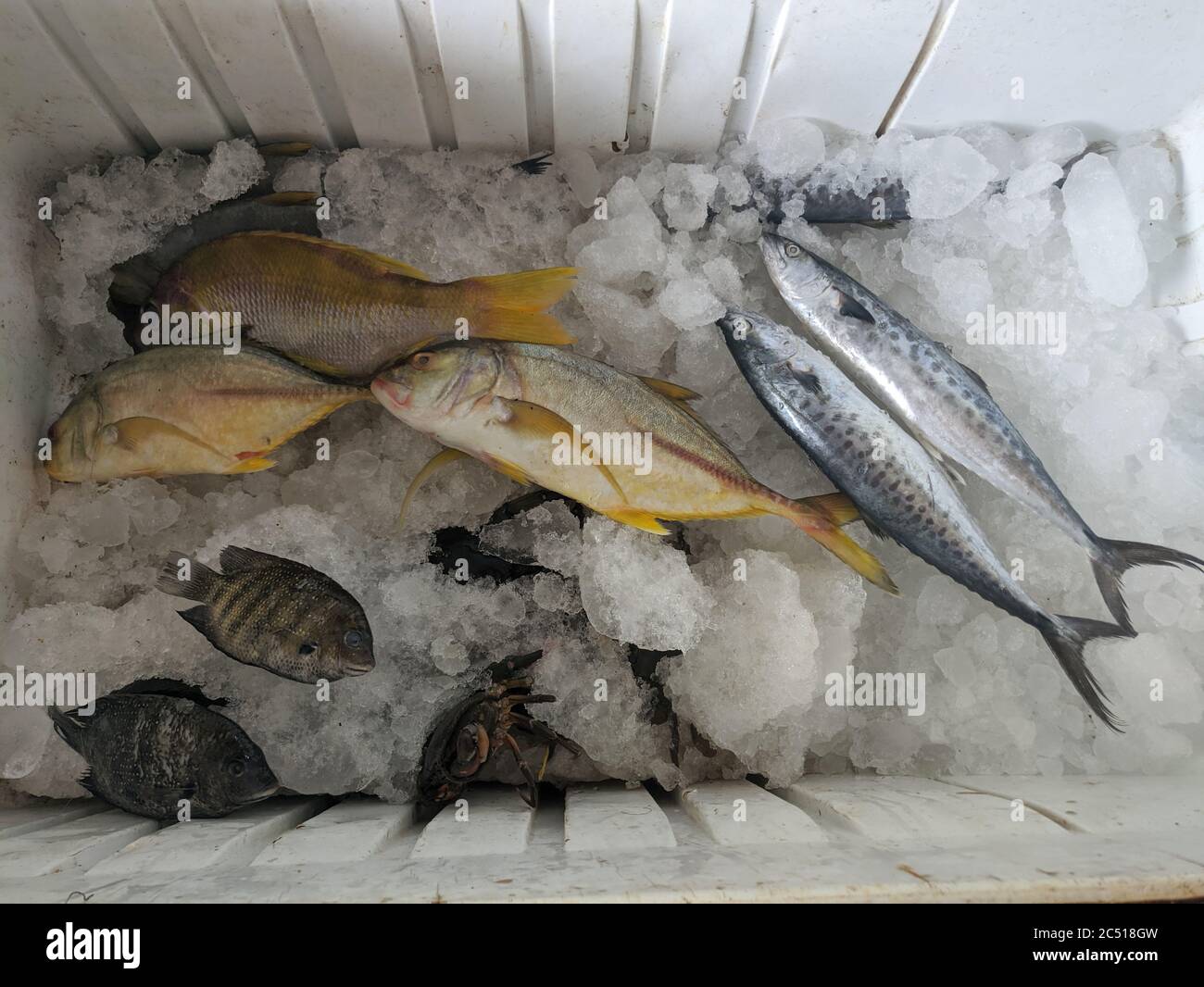 Various Fish in cold storage Stock Photo - Alamy