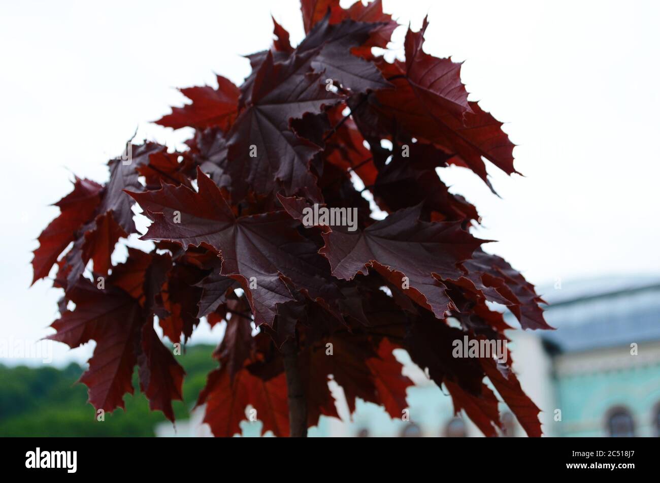 Maple tree square hi-res stock photography and images - Alamy
