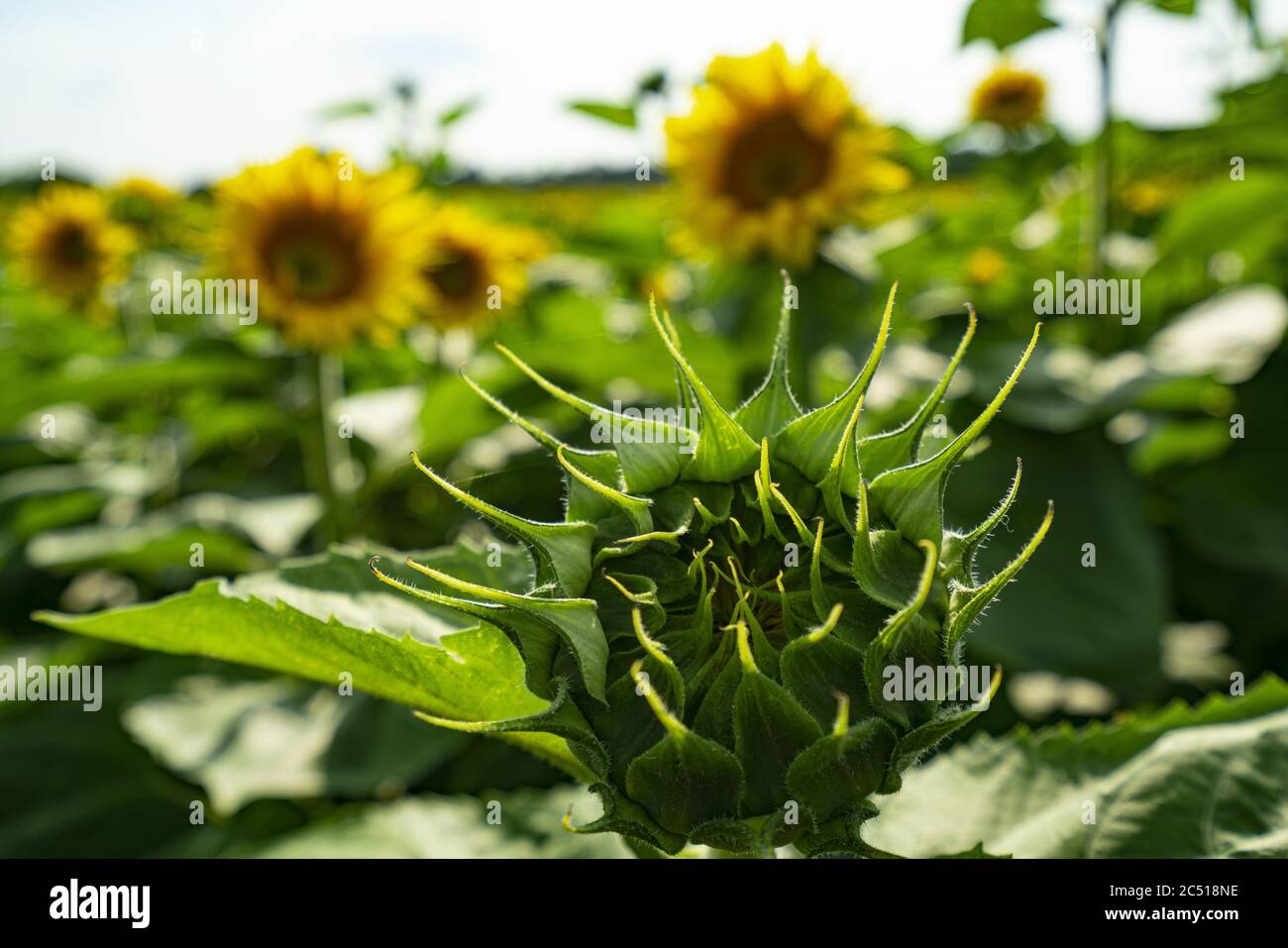 Sunflower plant hi-res stock photography and images - Alamy