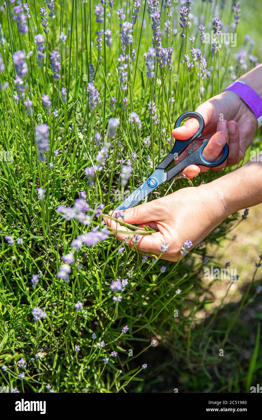 Flower bunch in hand hi-res stock photography and images - Alamy