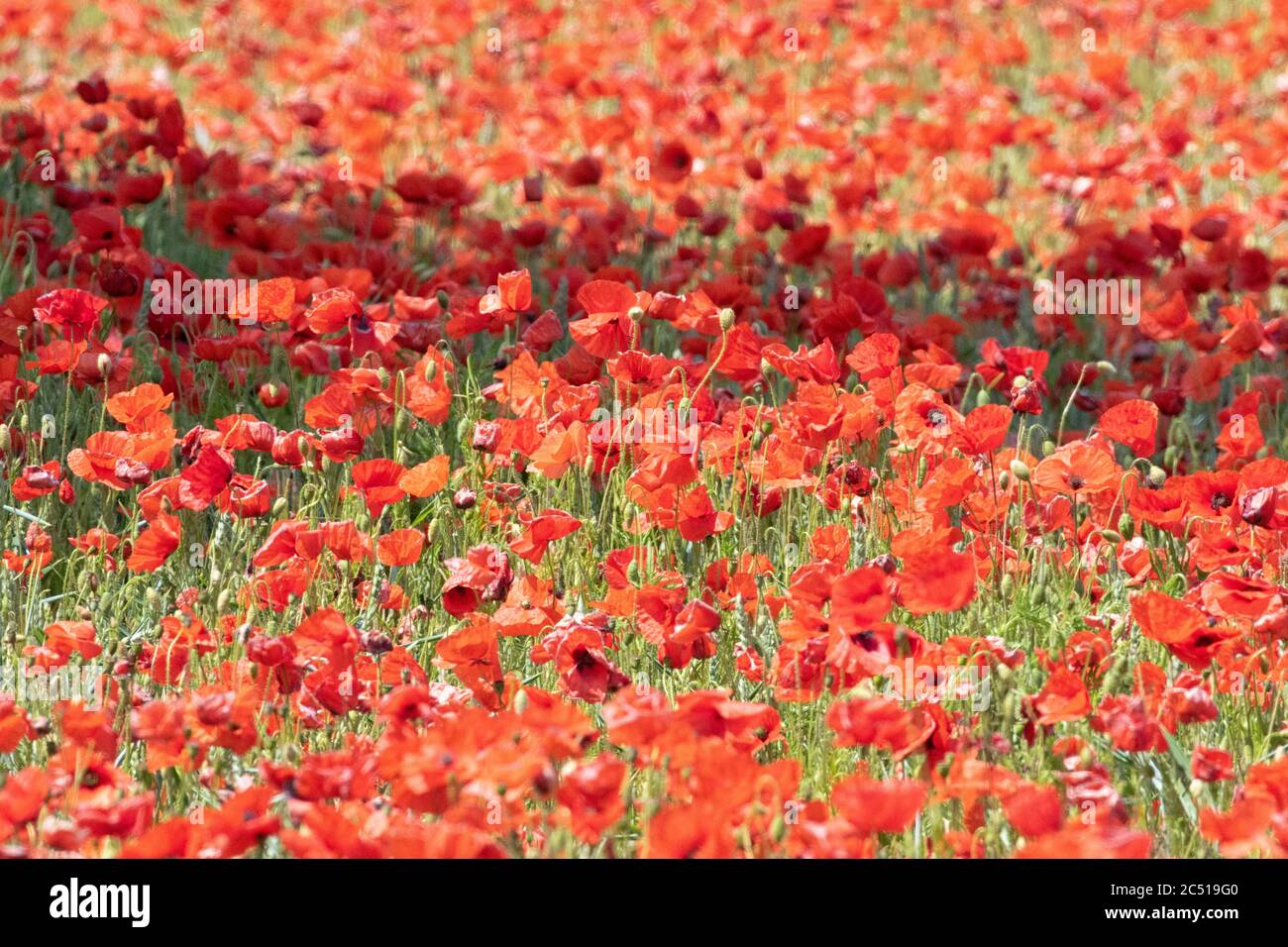 Wild poppies swaying in wind hi-res stock photography and images - Alamy