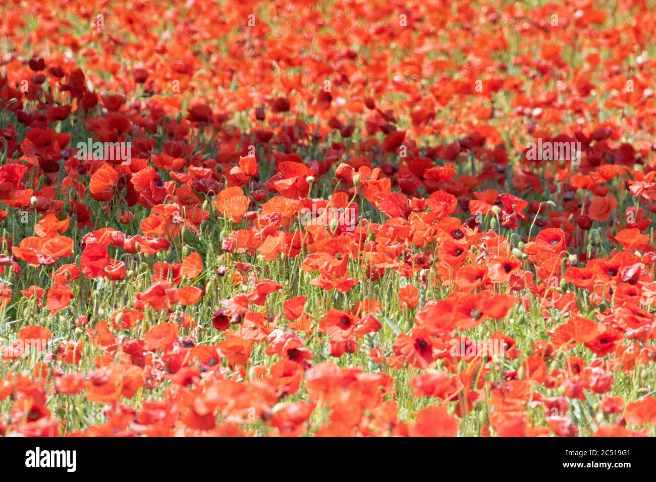 Flanders field british poppies ww1 hi-res stock photography and images ...