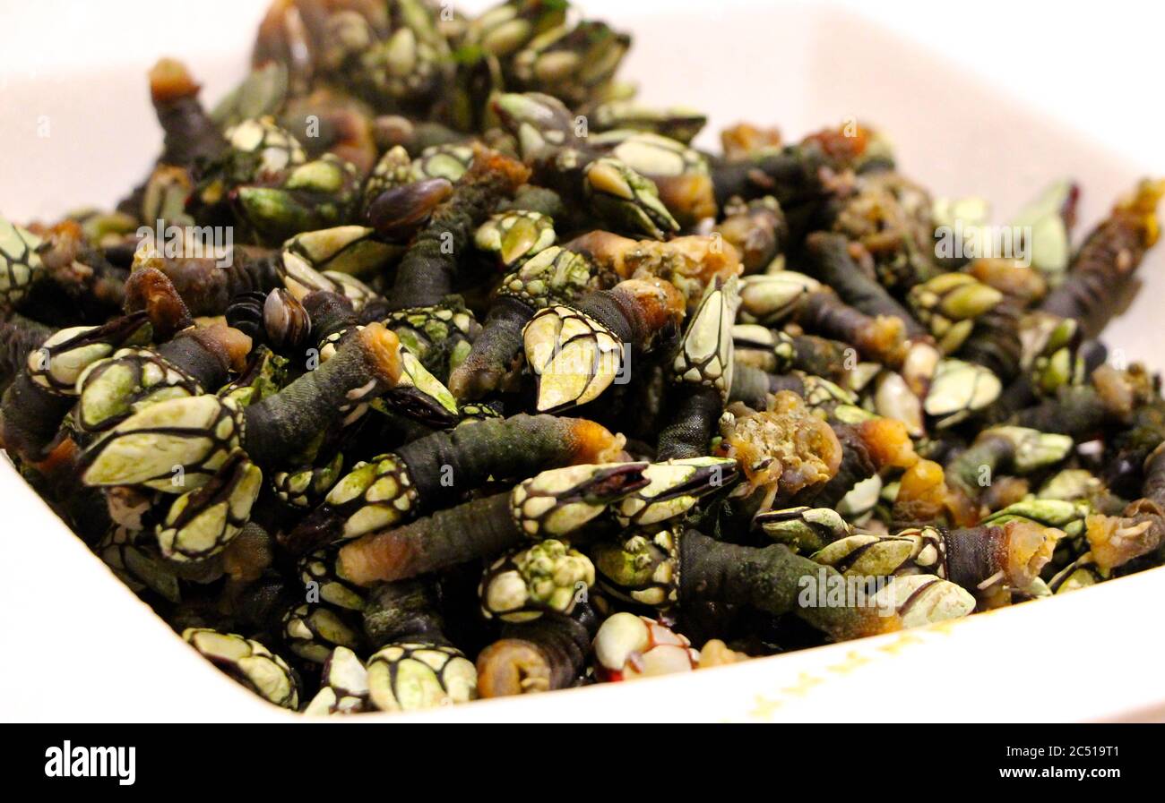 Percebe gallego hi-res stock photography and images - Alamy