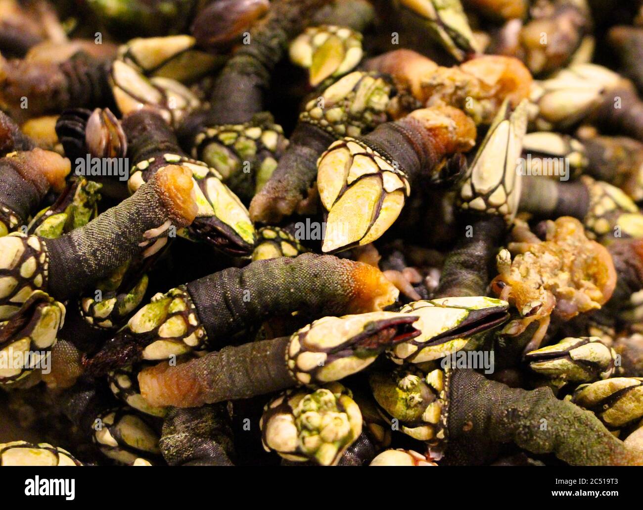 Marisco gallego hi-res stock photography and images - Alamy