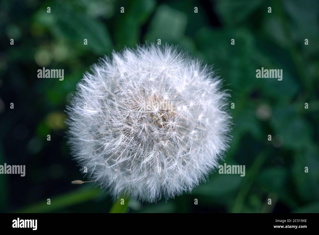 End of life flower seeds hi-res stock photography and images - Alamy
