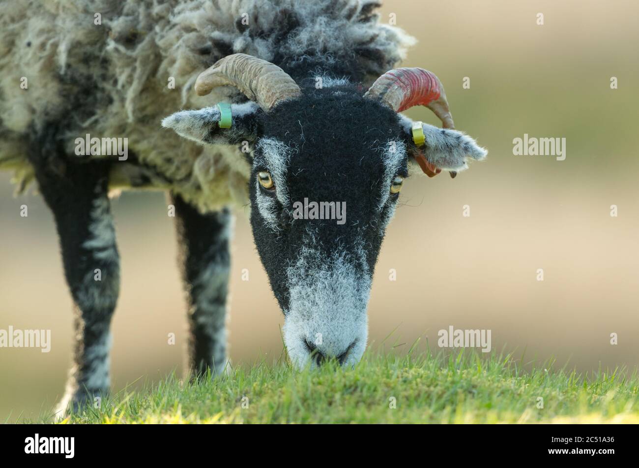 Close up of a Swaledale ewe or female sheep grazing at sunset in the ...