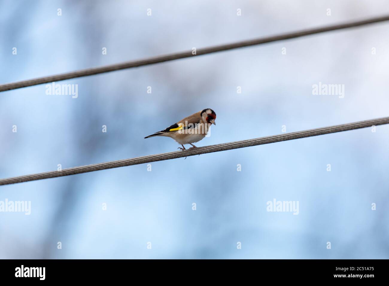 Stieglitz Distelfink (carduelis Carduelis) High Resolution Stock ...