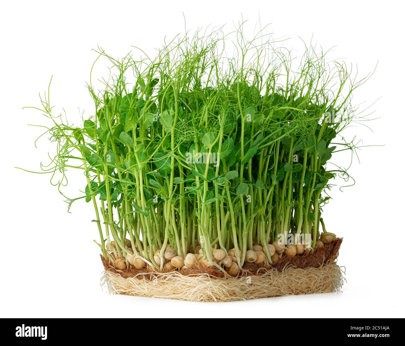 Micro green sprouts of peas isolated on white Stock Photo - Alamy