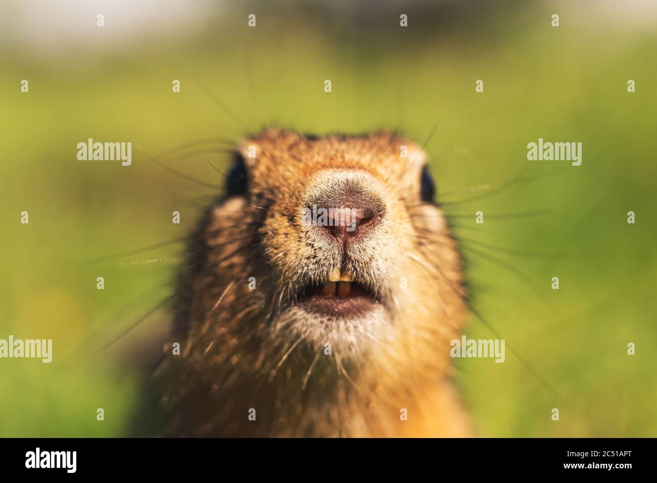 ground squirrel close-up. gopher portrait Stock Photo - Alamy