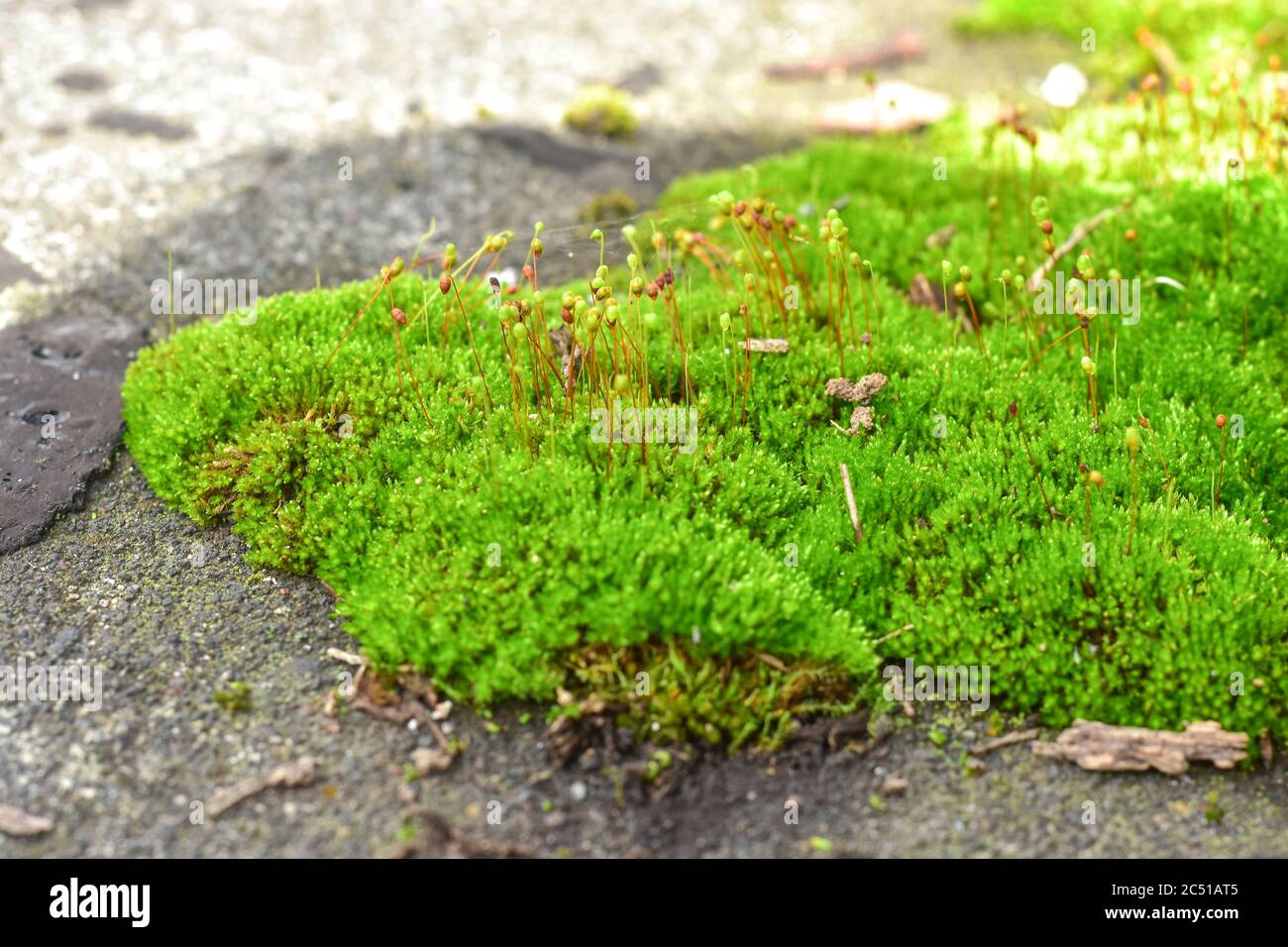 Beautiful green moss on the floor, moss closeup, macro. Beautiful ...