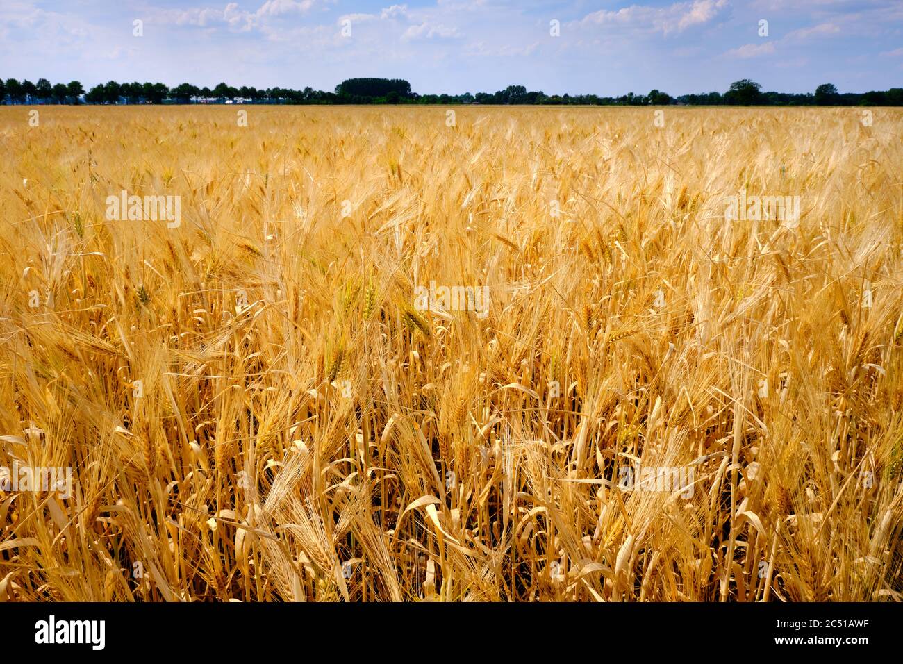 Wheat field ready for harvest hi-res stock photography and images - Alamy