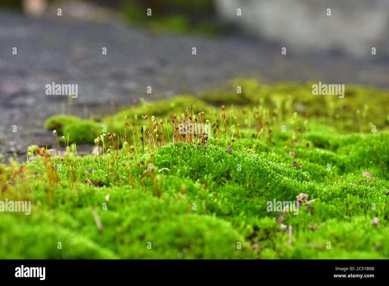 Beautiful green moss on the floor, moss closeup, macro. Beautiful ...